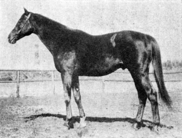 ‘Diolite’ Trained by Fred Templeman | Lambourn